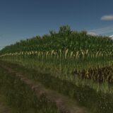 Maize texture (height changed) V1.0 – FS25.net